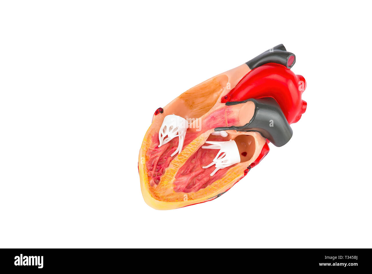 Inside human heart model isolated on white background Stock Photo - Alamy