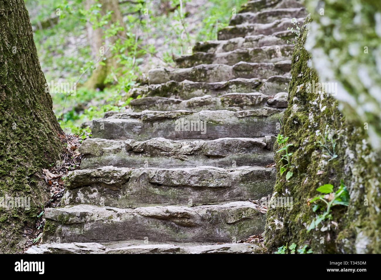 Steps in the forest Stock Photo - Alamy