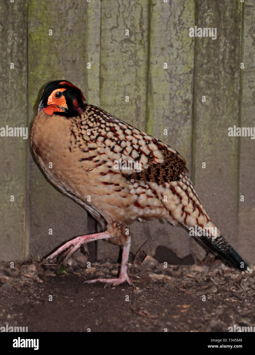 Cabots Tragopan (tragopan caboti Stock Photo - Alamy