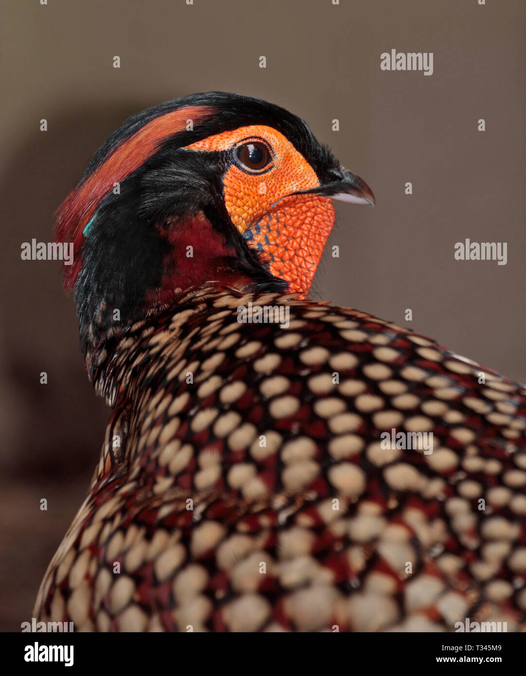 Cabots Tragopan (tragopan caboti Stock Photo - Alamy