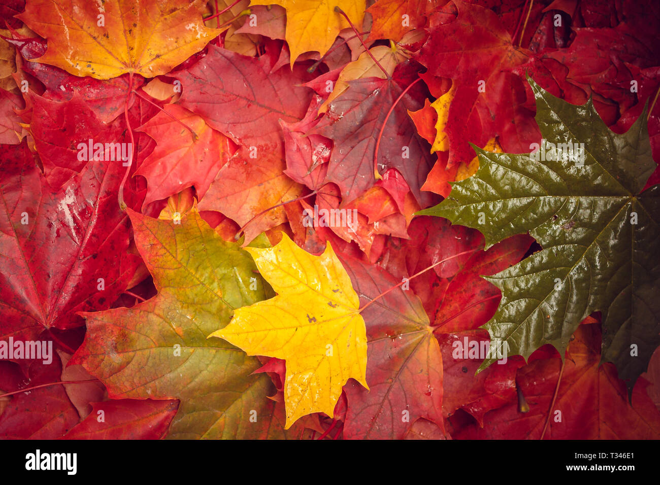 Background of maple leaves. Many colored maple leaves. Red and yellow ...