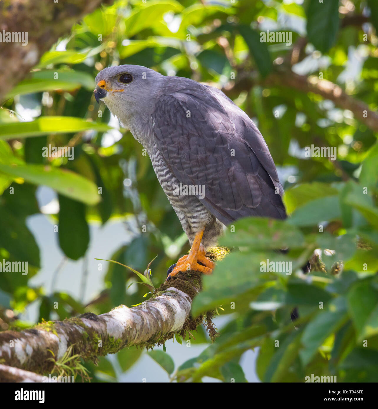 Grey hawk hi-res stock photography and images - Alamy