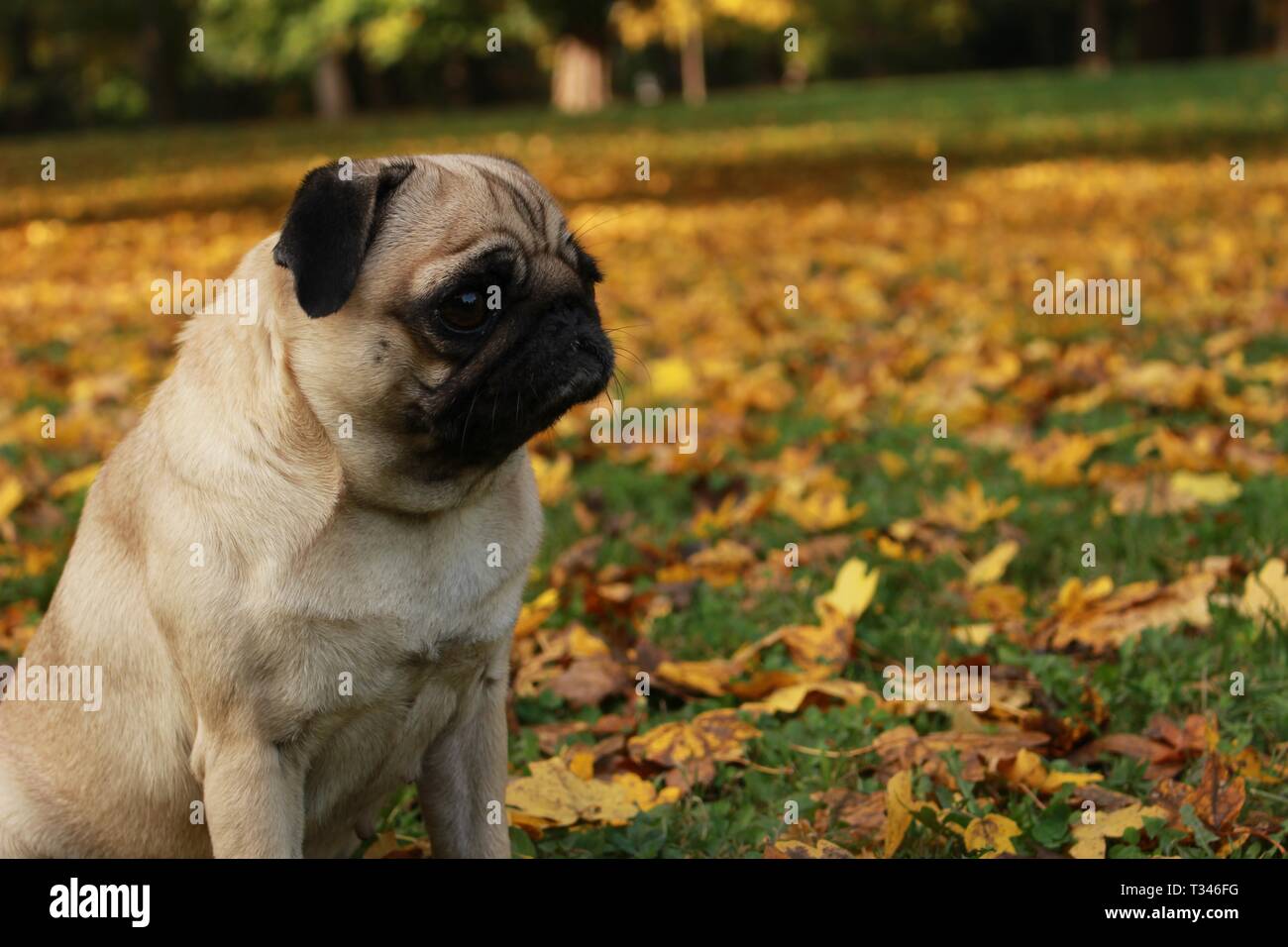 Little female pug playing in autumn leaves Stock Photo - Alamy