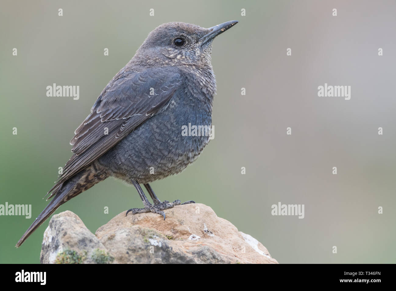 Blue rock thrush hi-res stock photography and images - Alamy