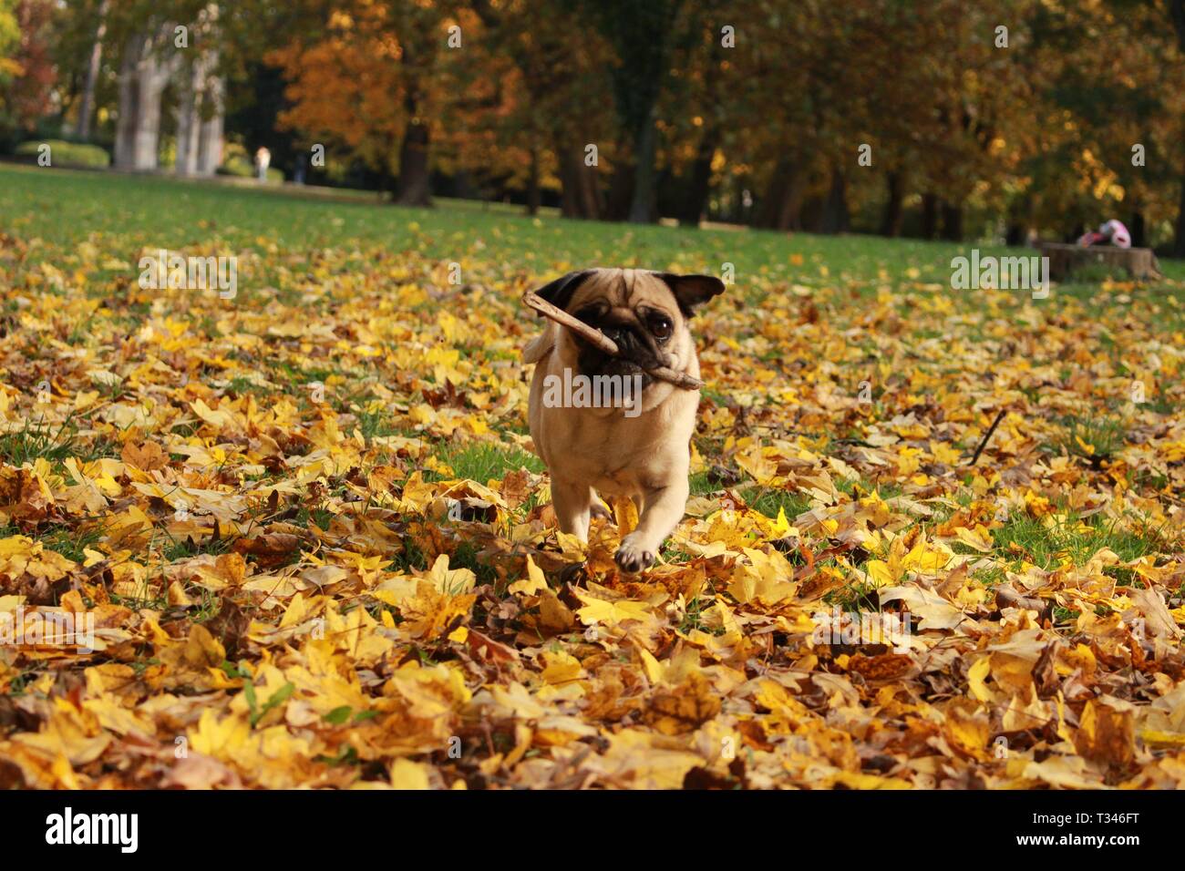 Little female pug playing in autumn leaves Stock Photo - Alamy