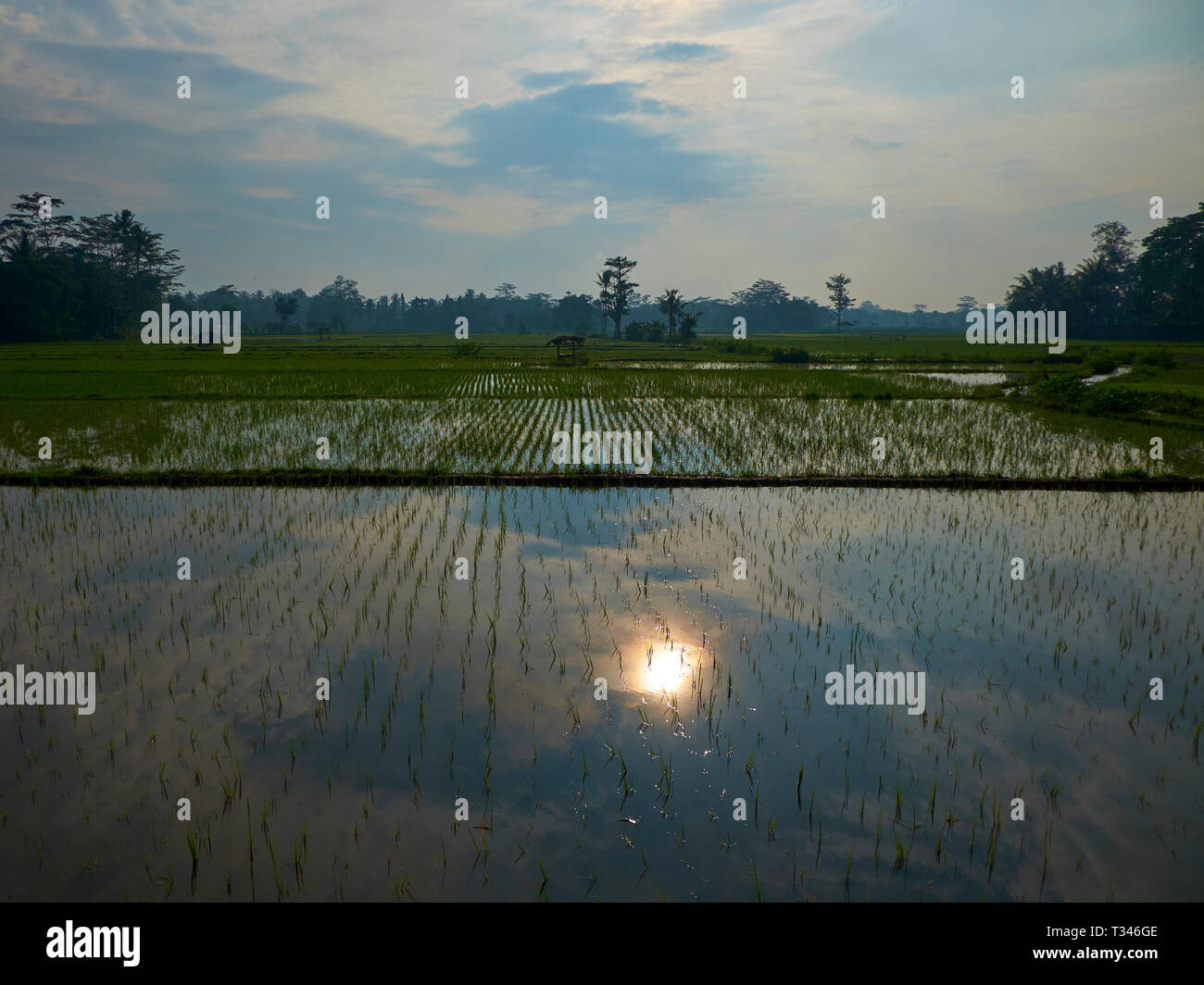 Rice paddy in Borobudur, Indonesia at sunrise Stock Photo - Alamy