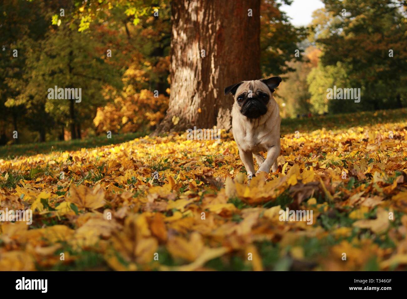 Little female pug playing in autumn leaves Stock Photo - Alamy