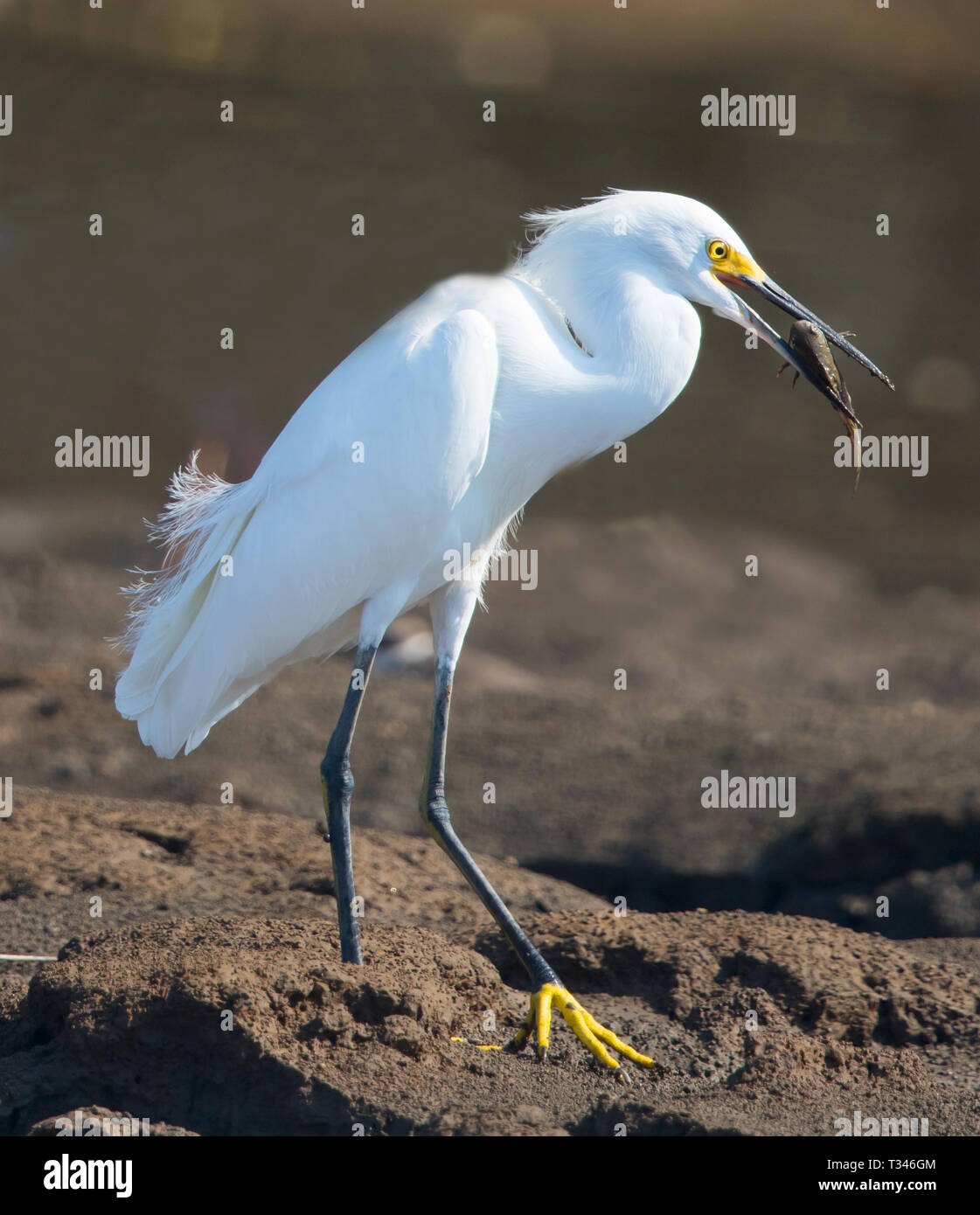 Snowy Egret with fish in Costa Rica Stock Photo - Alamy