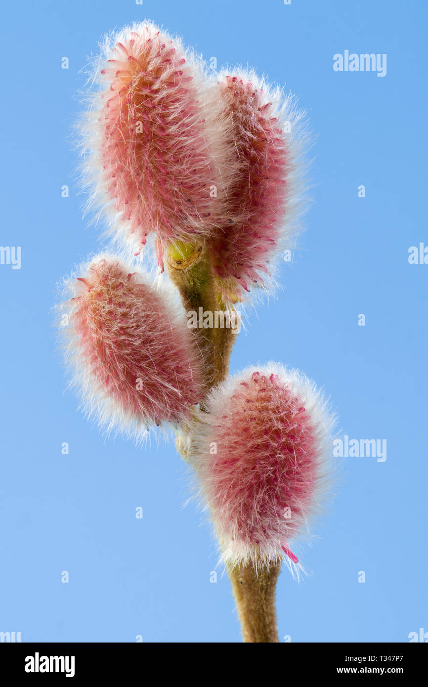 Closeup of a red salix branch Stock Photo - Alamy