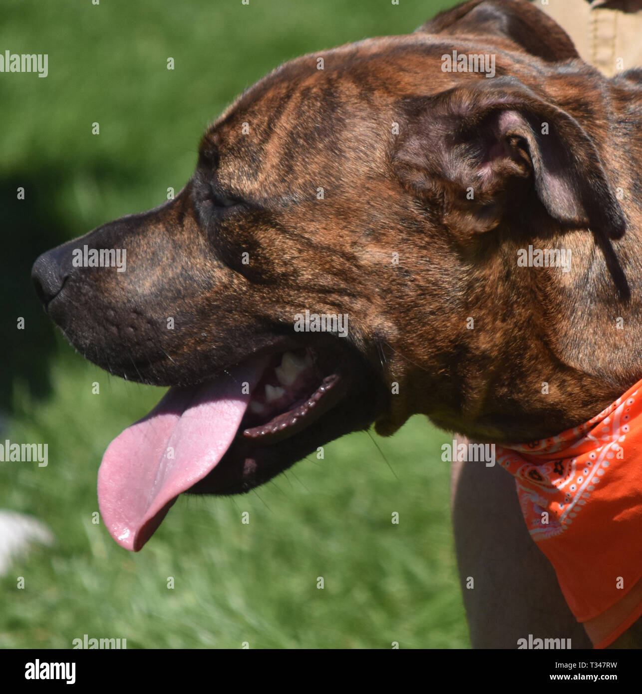 Adorable Pitbull Face Panting in the Sun Stock Photo - Alamy