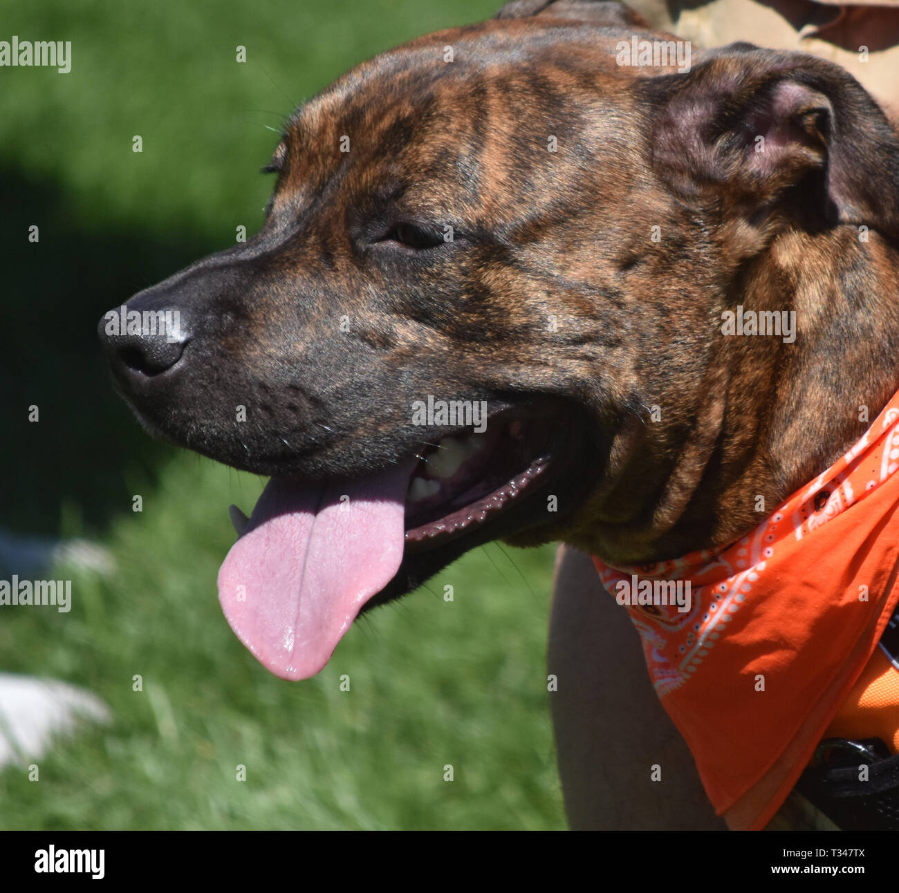 Lovable Pitbull Panting from Playing with Friends Stock Photo - Alamy