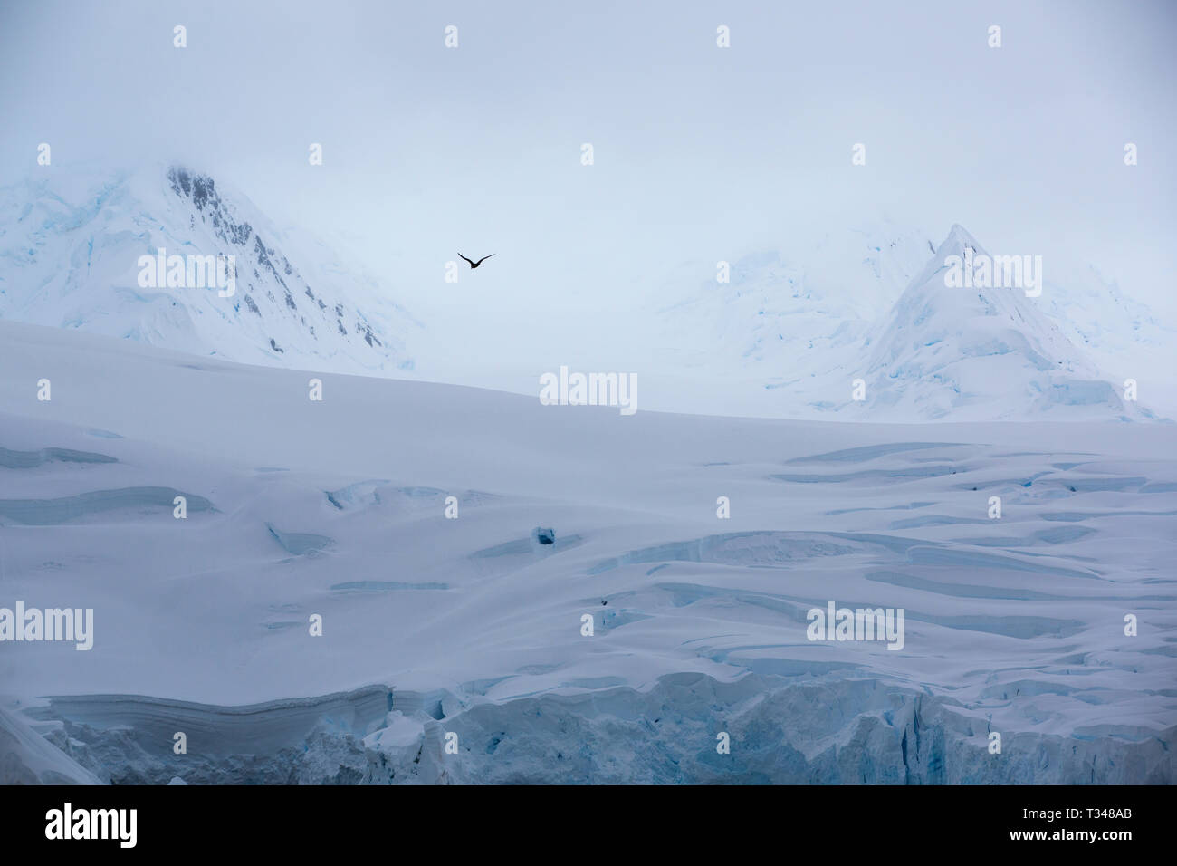 Antarctic scenery on Anvers Island off the Antarctic Peninsular Stock ...