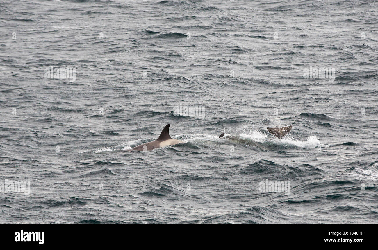 Orca in fournier Bay, Antarctic Peninsular Stock Photo - Alamy