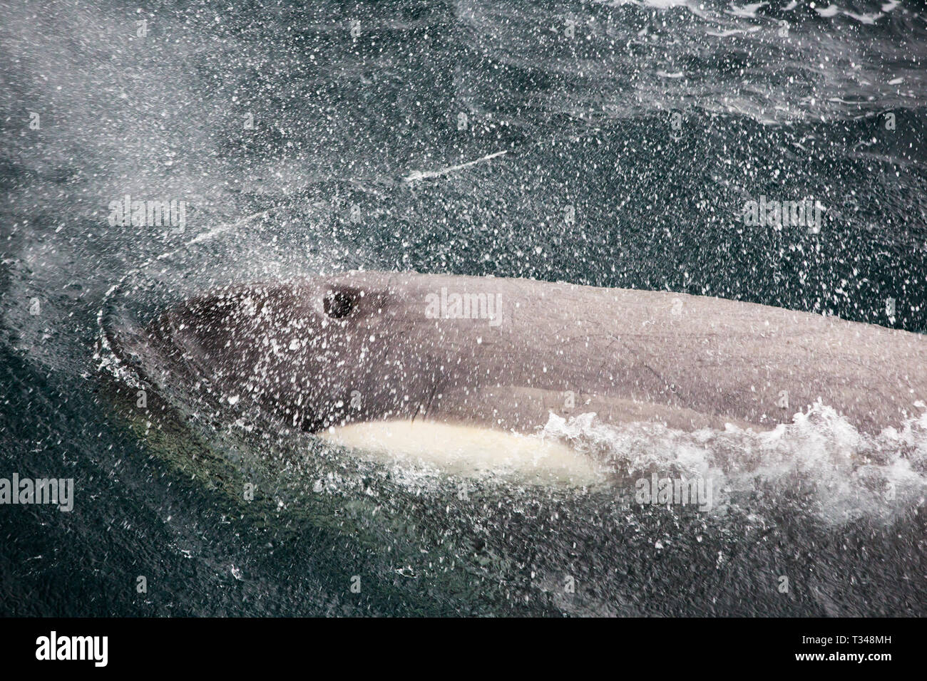 Orca in fournier Bay, Antarctic Peninsular Stock Photo - Alamy