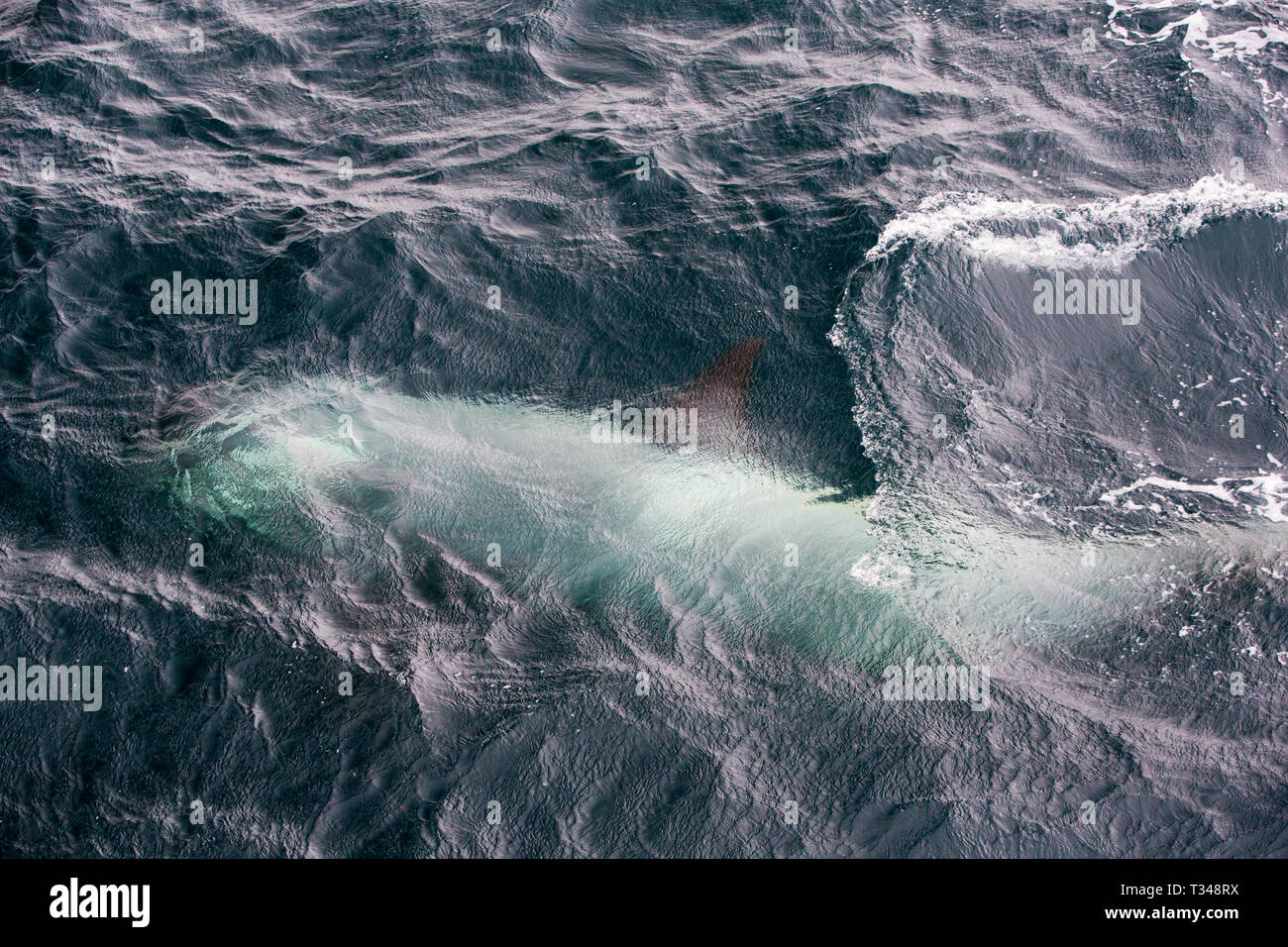 Orca in fournier Bay, Antarctic Peninsular Stock Photo - Alamy