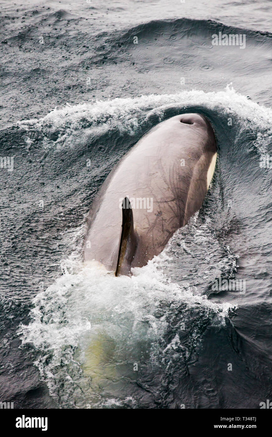 Orca in fournier Bay, Antarctic Peninsular Stock Photo - Alamy