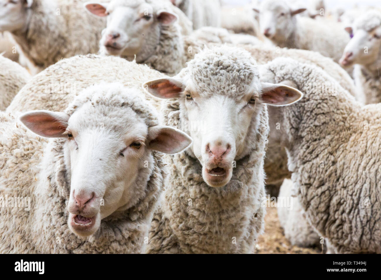 Ruminate hi-res stock photography and images - Alamy