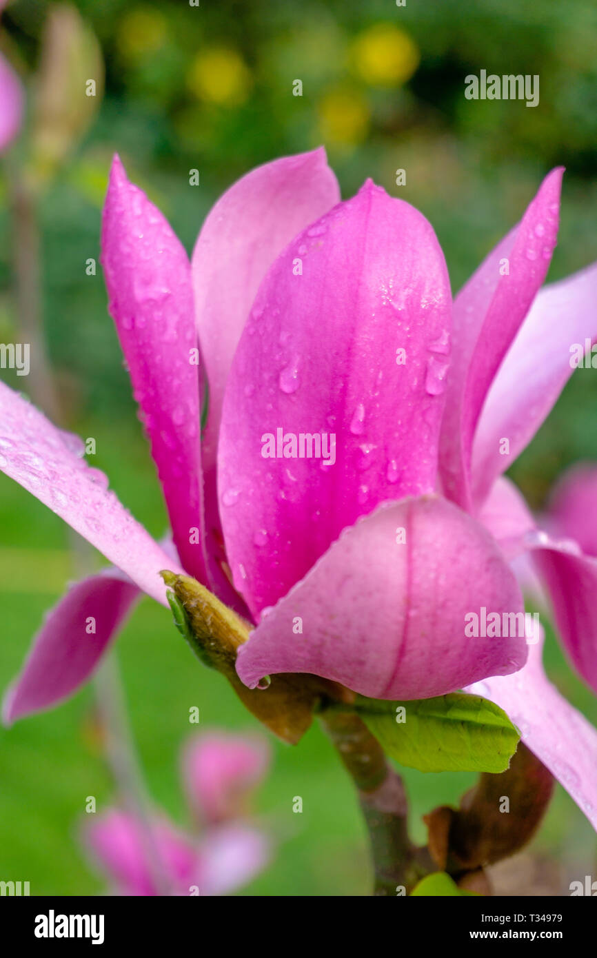 Close-up of a beautiful purple Magnolia liliiflora Flower with Water ...