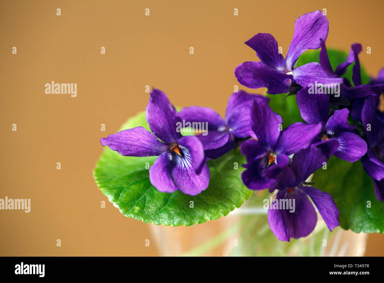Bouquet of violets flowers in a vintage crystal glass on a golden ...