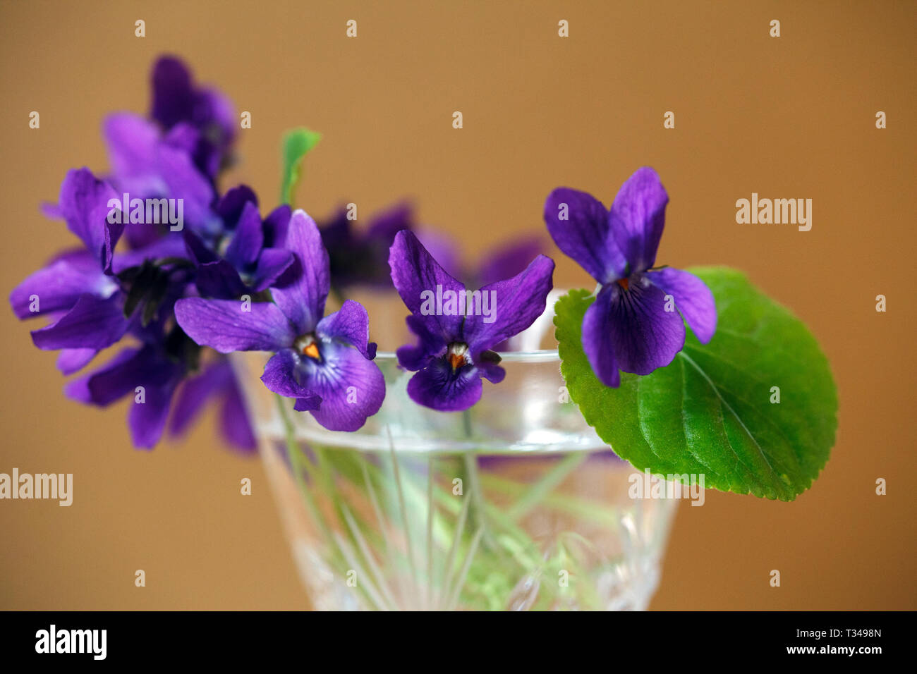 Bouquet of violets flowers in a vintage crystal glass on a golden ...