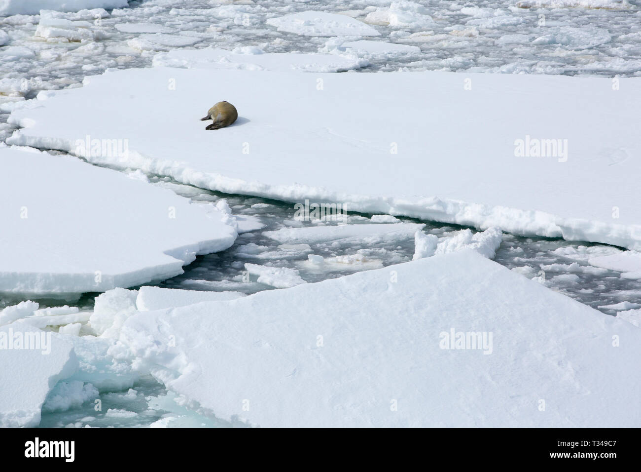 Crabeater Seal, Lobodon carcinophagus on sea ice near Crystal Sound and ...