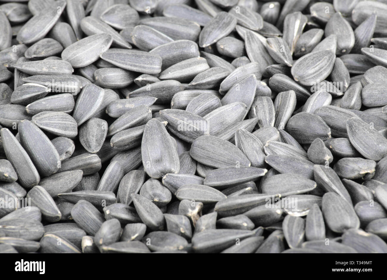 many of sunflower seeds background Stock Photo - Alamy