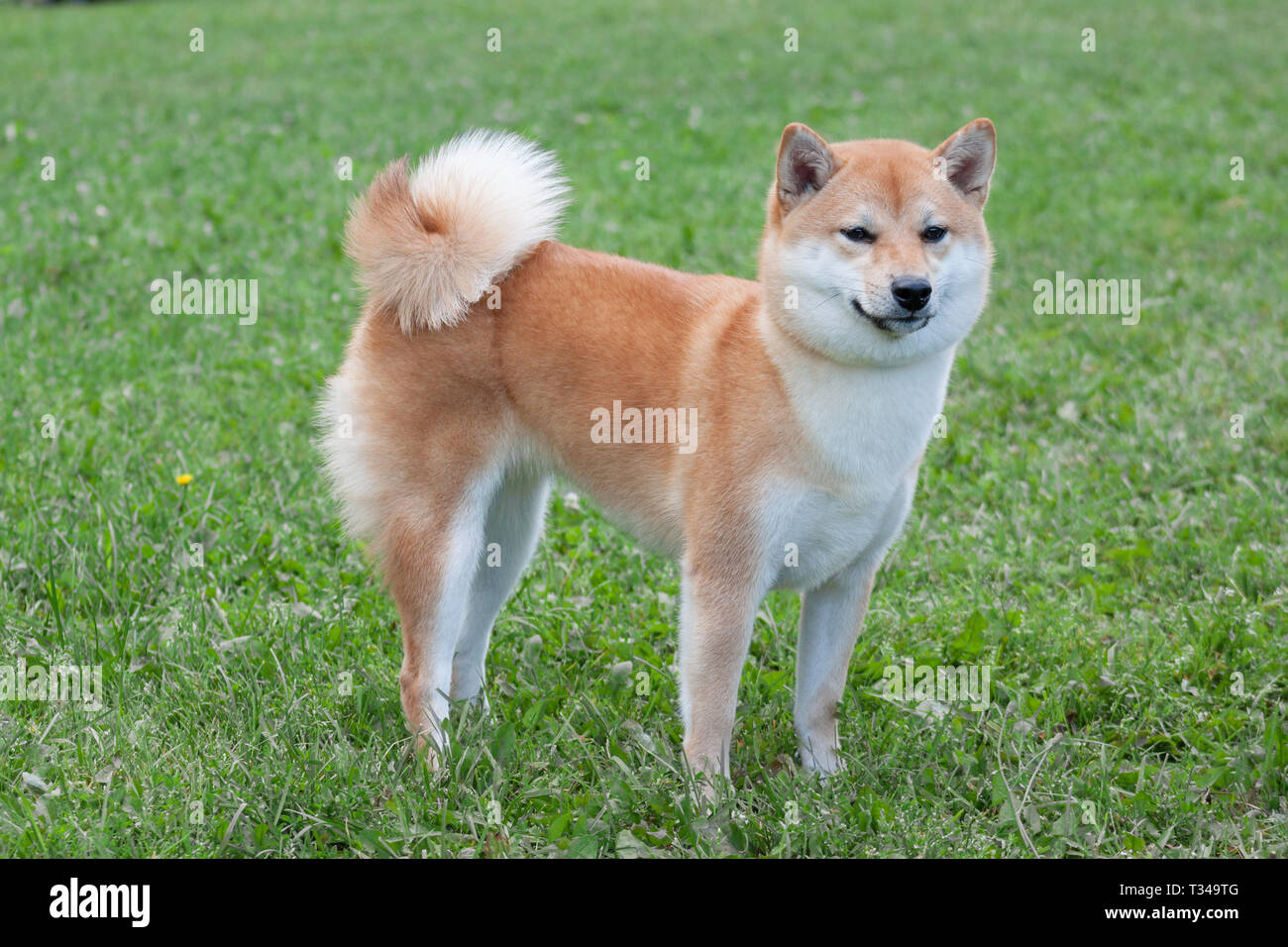 Cute red shiba inu is standing in the green grass. Pet animals ...