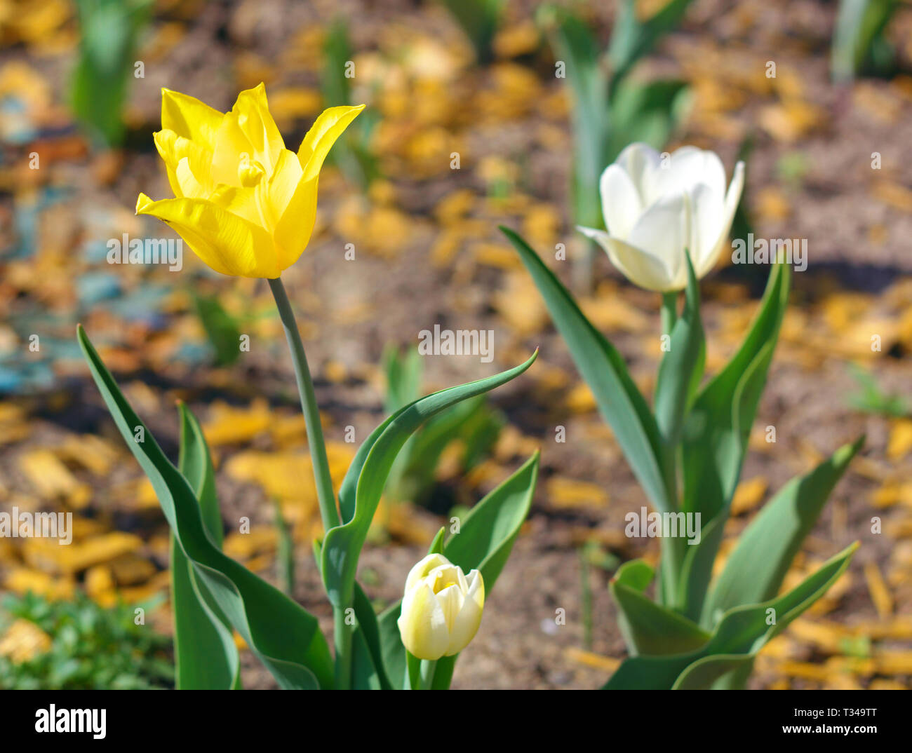 yellow tulip at spring Stock Photo - Alamy