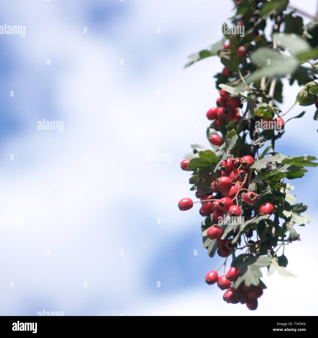 red berry at dry sunny day Stock Photo - Alamy