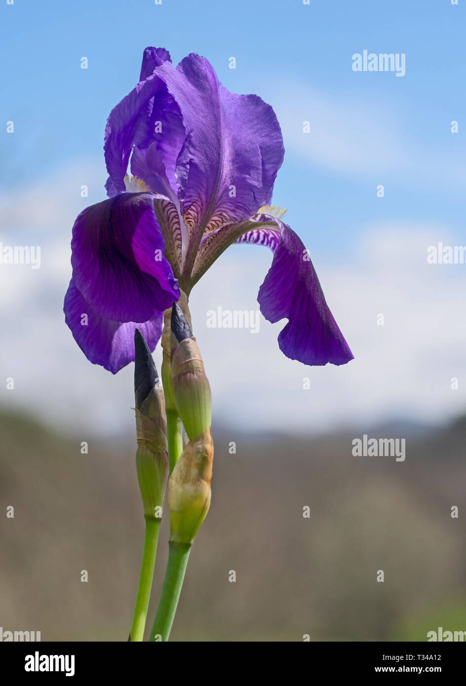 Spring bearded iris aka germanica flower against blue sky. Purple ...