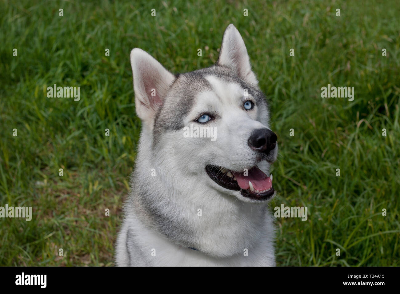 Cute siberian husky is sitting on a spring meadow. Pet animals ...