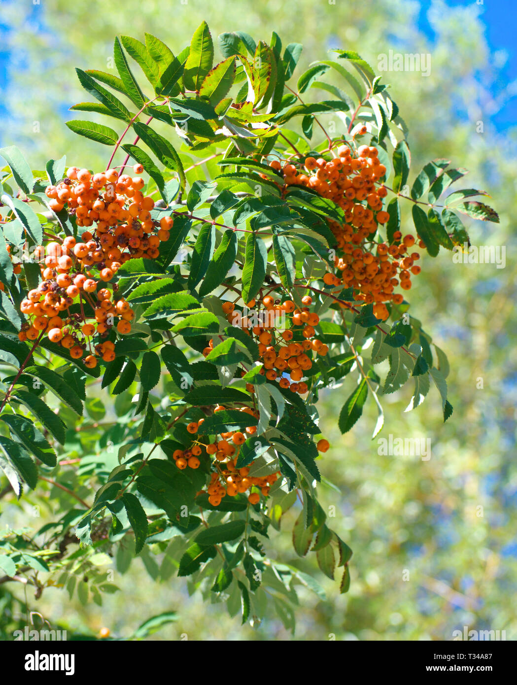 ashberry at dry sunny summer day Stock Photo - Alamy