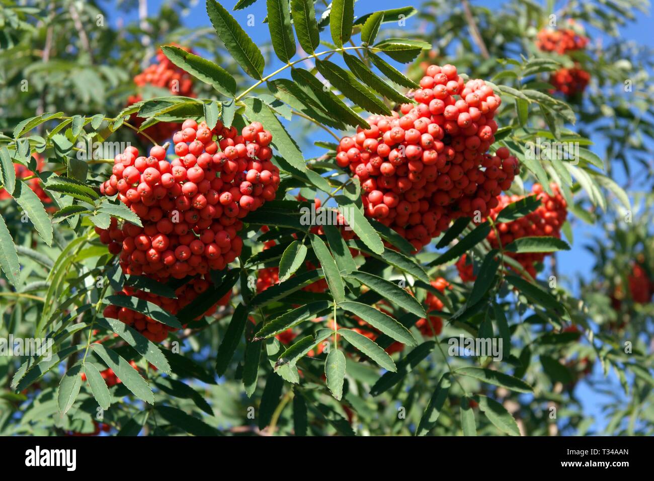 ashberry at dry sunny day Stock Photo - Alamy