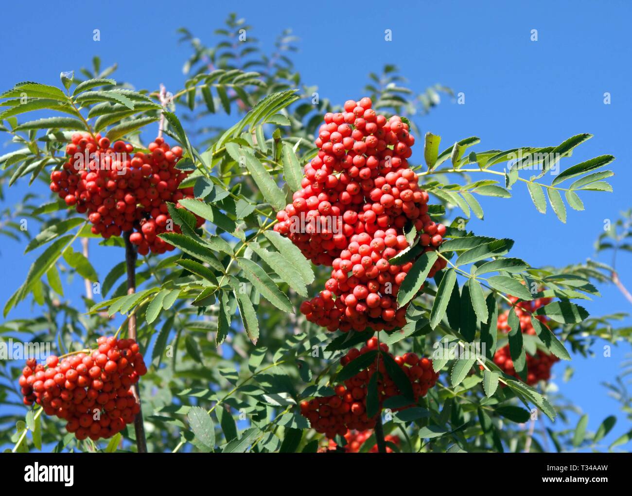 ashberry at dry sunny day Stock Photo - Alamy