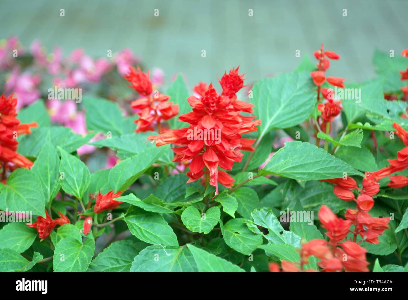 red little flowers Stock Photo - Alamy