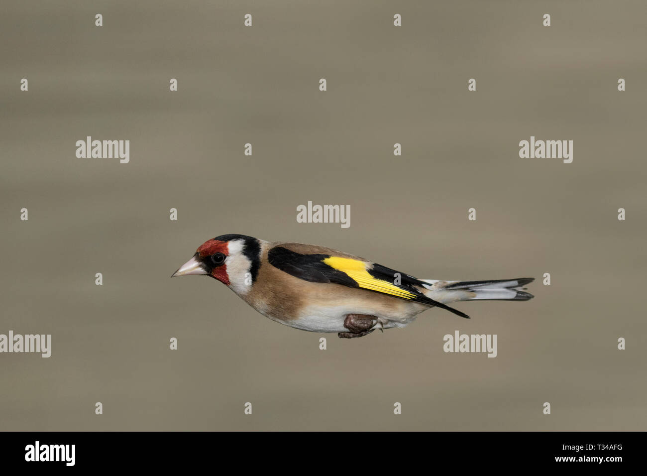 Goldfinch in flight Stock Photo - Alamy