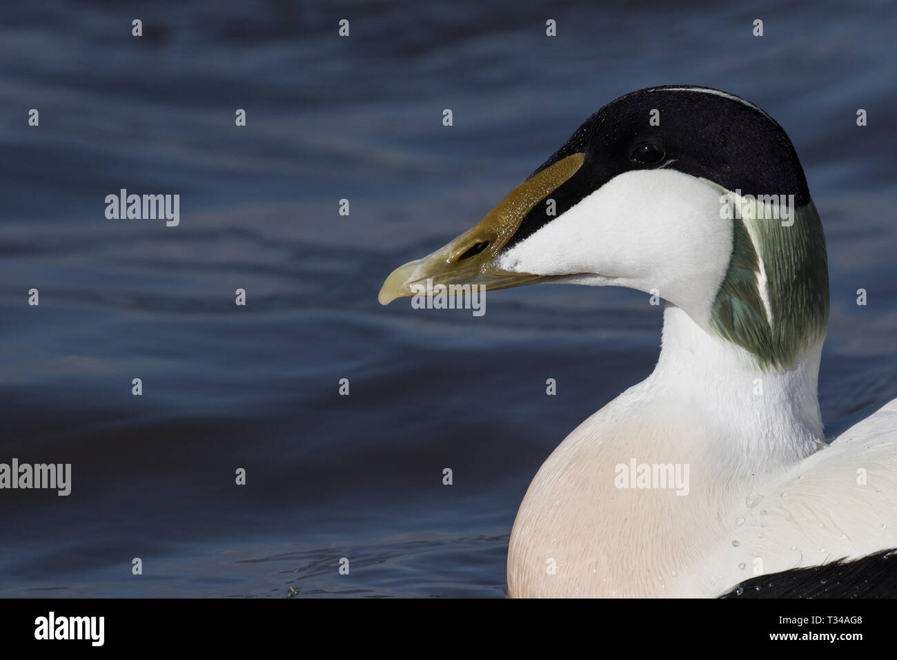 Eider duck (male Stock Photo - Alamy
