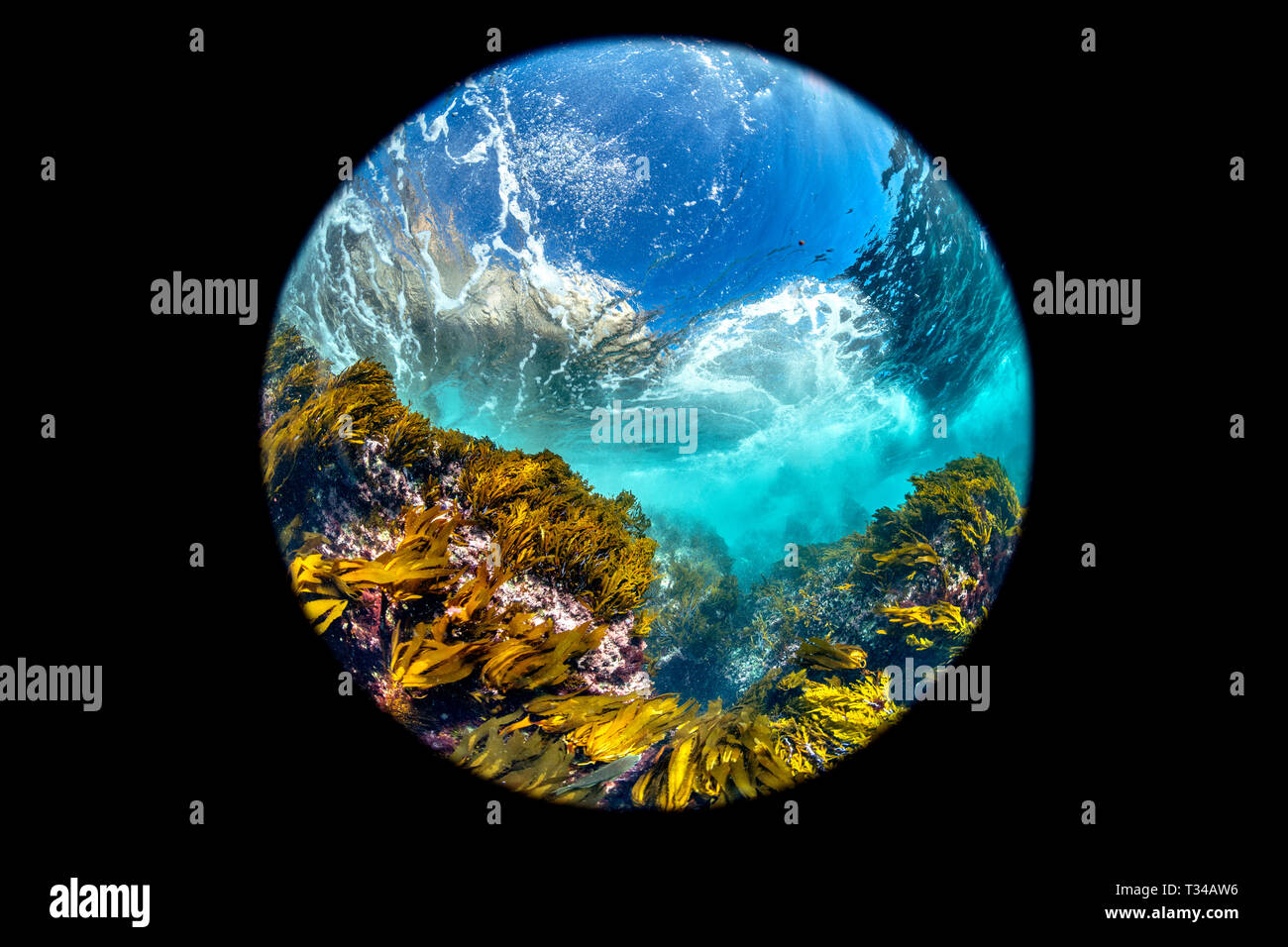 A wide circular fisheye perspective of a classic California kelp forest ...