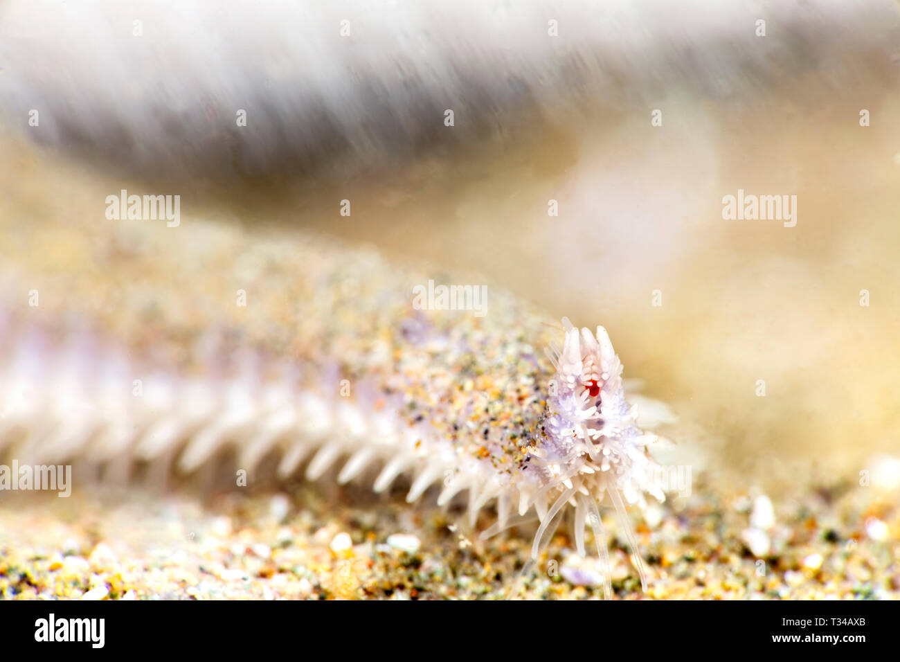 A common California sand star moves across a sandy bottom using its ...