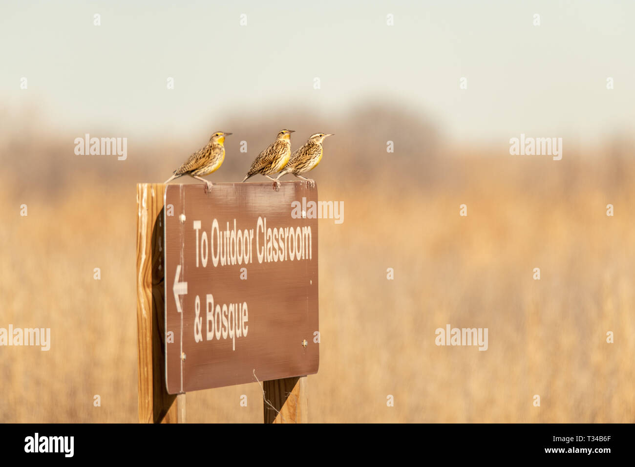 Three Western meadowlarks (Sturnella neglecta) perch on sign at Valle ...