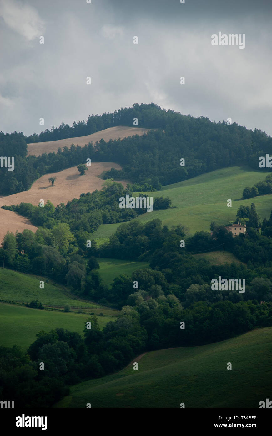 Beautiful landscape, green and brown hill, cloudy sky, lines of trees ...