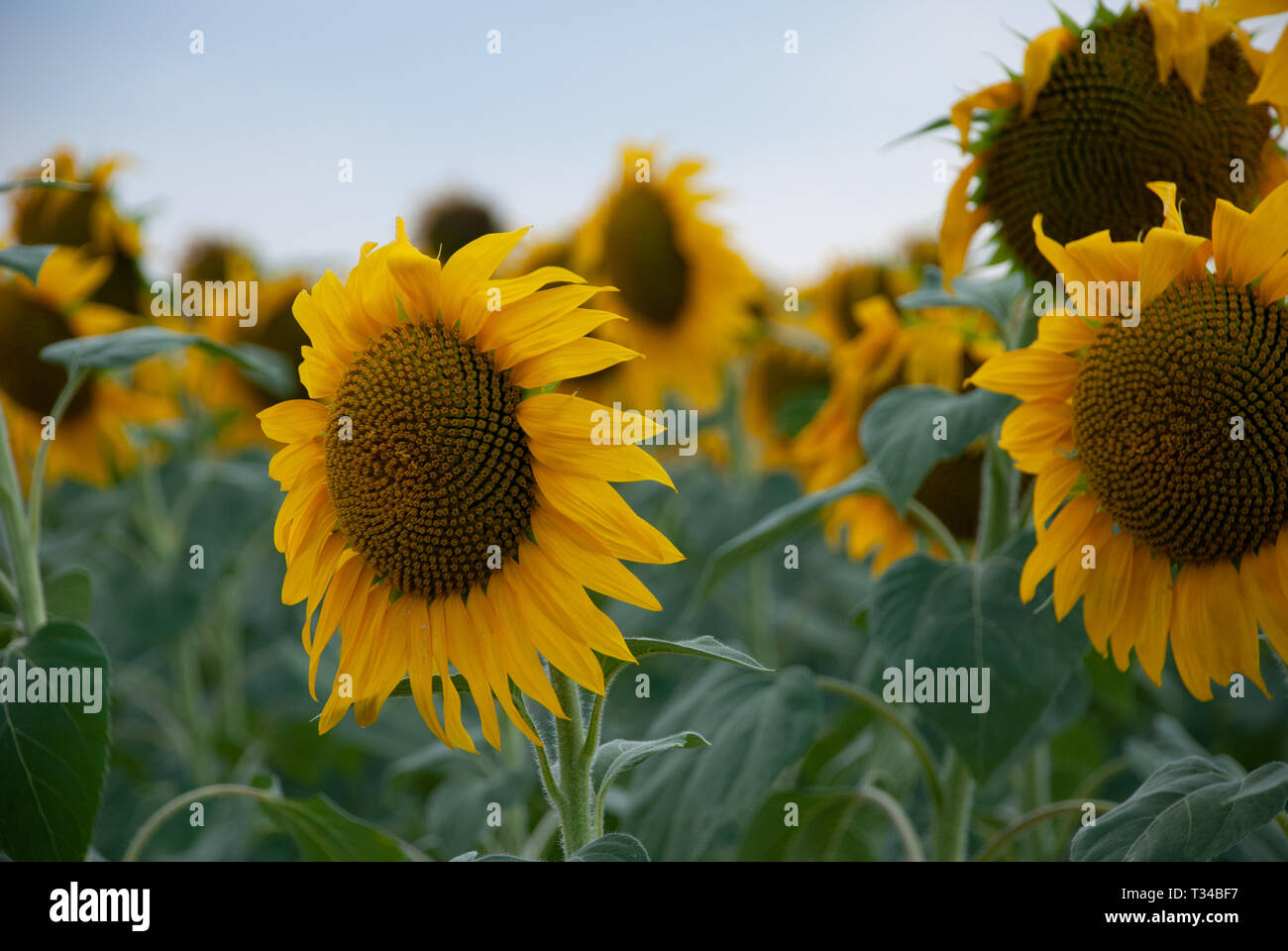 Sunflowers in the field, wind, flowers, leaves, a beautiful mix of ...