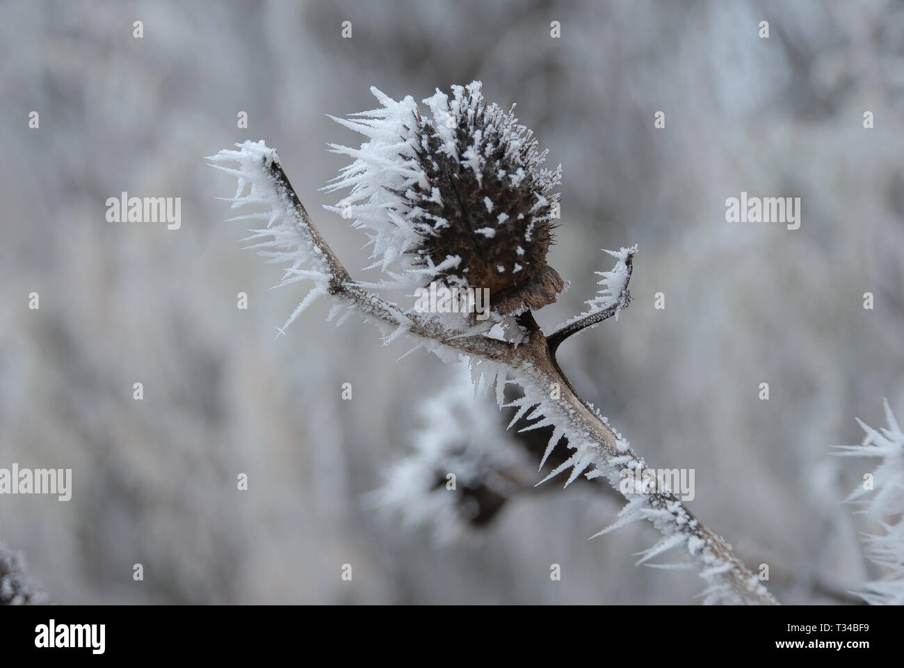 Ice spikes cold weather hi-res stock photography and images - Alamy