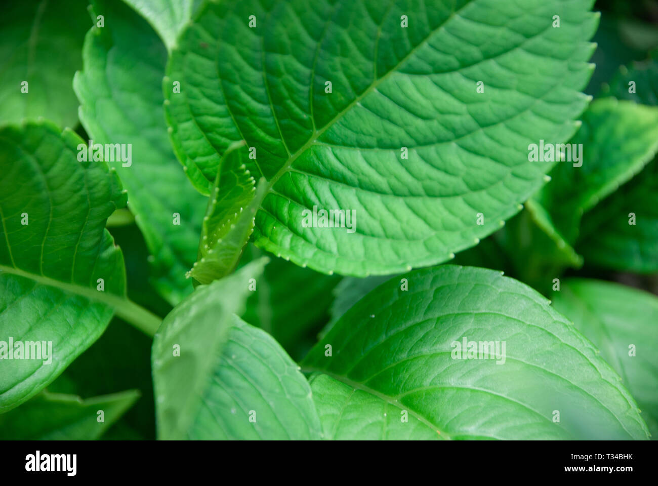 Detail of growth of green leaves Stock Photo - Alamy