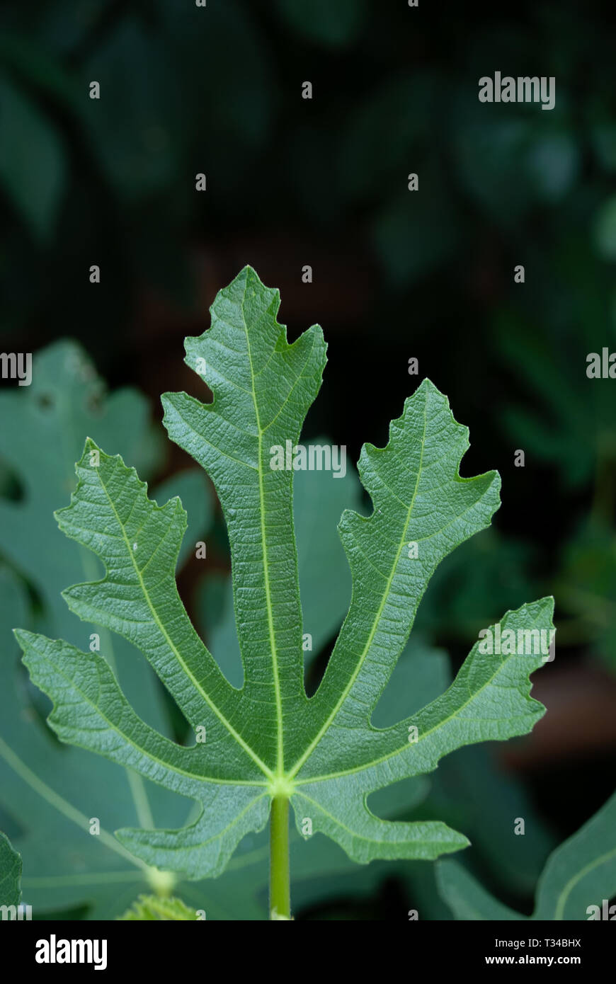 Little leaf fig tree hi-res stock photography and images - Alamy