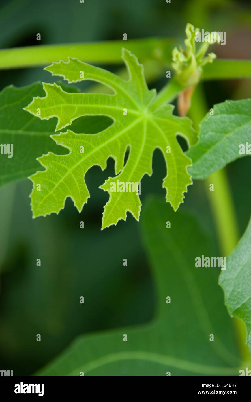 Small fig leaf hi-res stock photography and images - Alamy