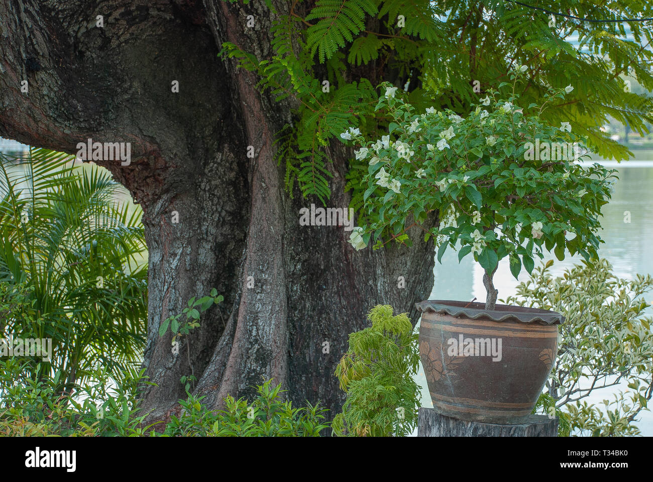 Nature in the park, big tree, plant with white flowers, decorated vase ...