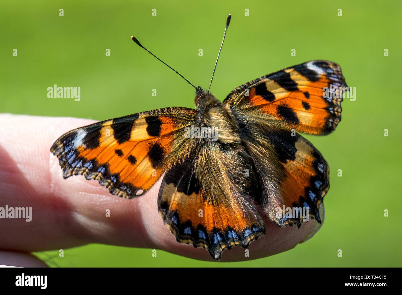 English butterflies hi-res stock photography and images - Alamy