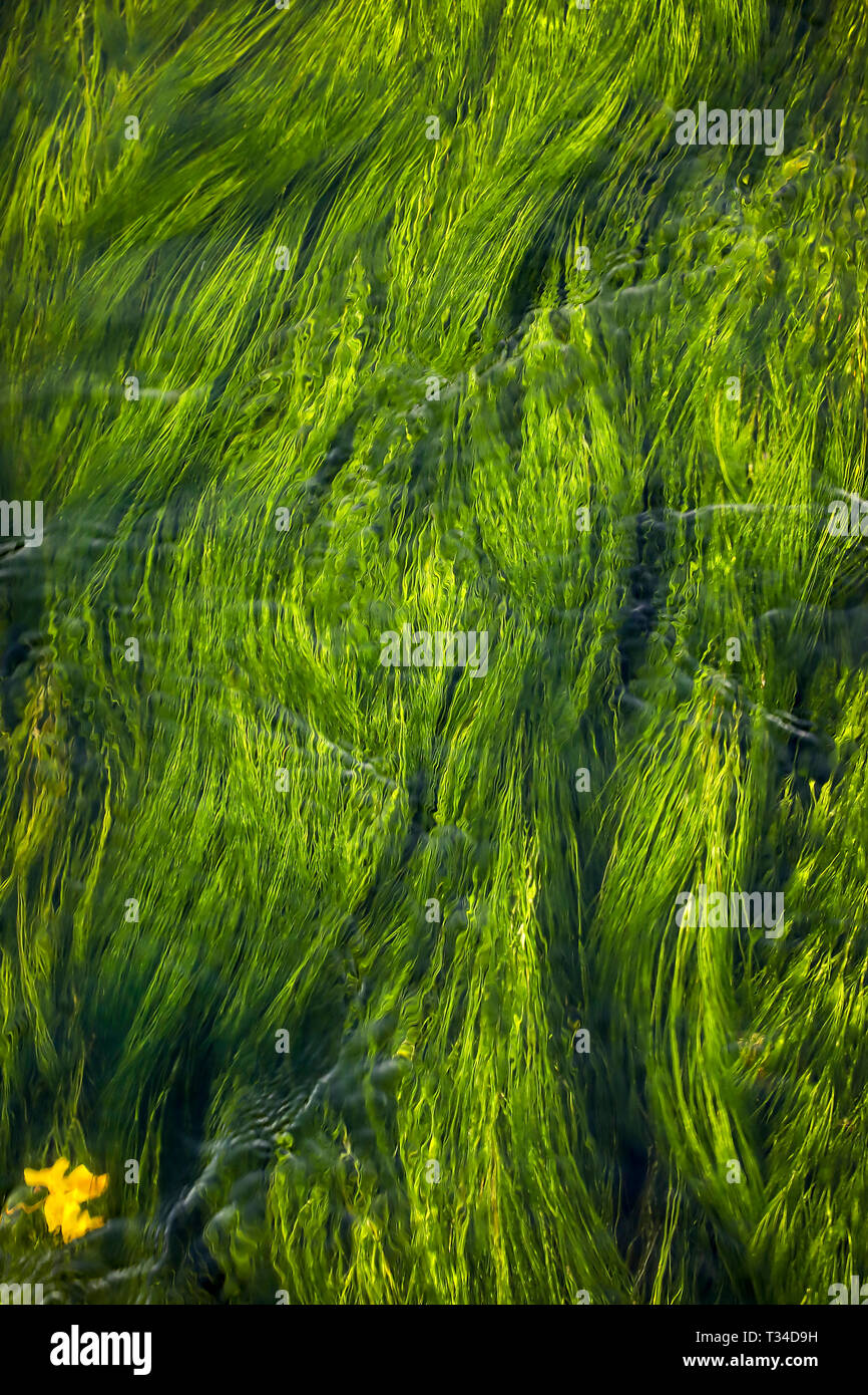 Common weeds hi-res stock photography and images - Alamy