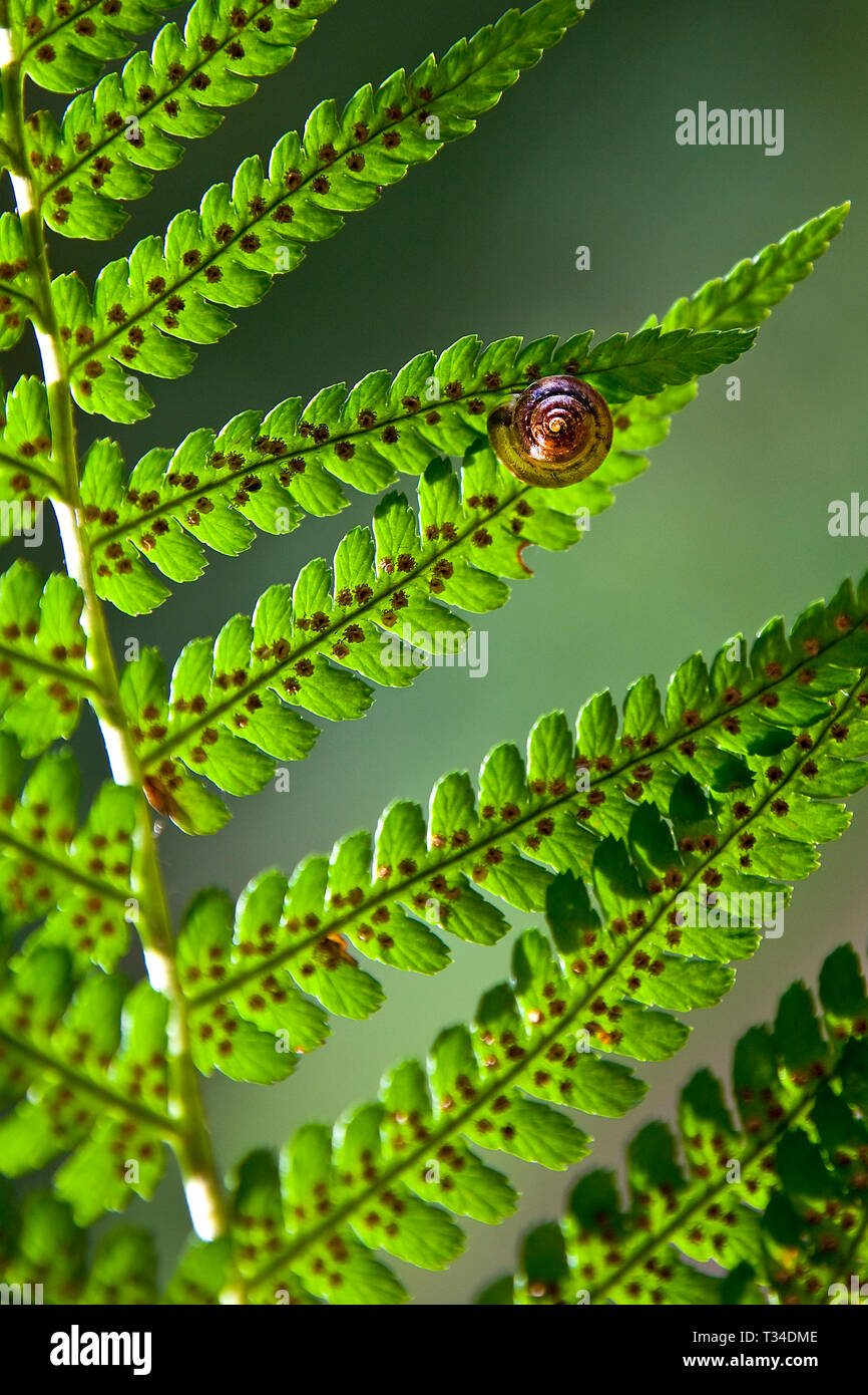 Fern spores hi-res stock photography and images - Alamy